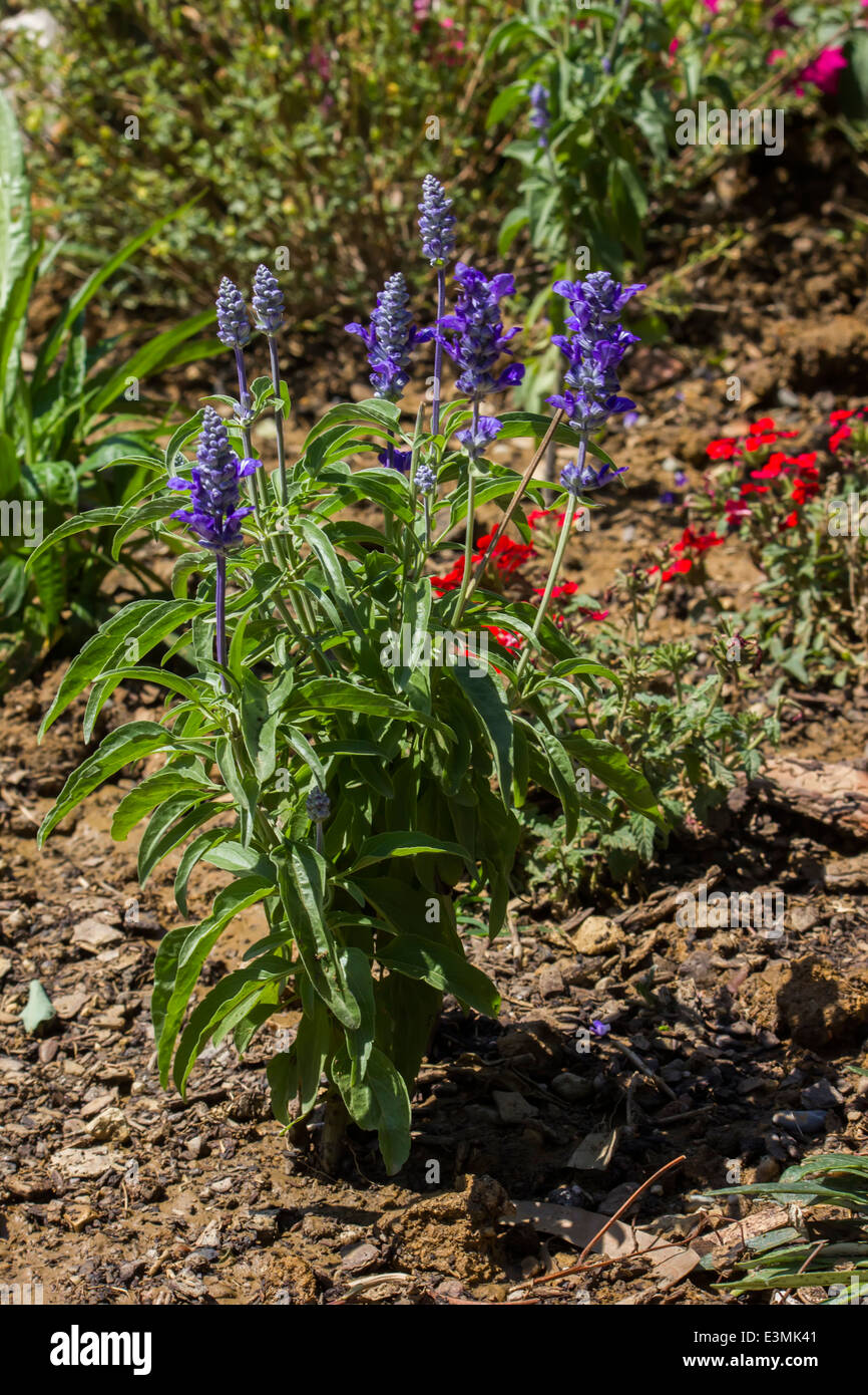 purple Labiatae flower Stock Photo - Alamy