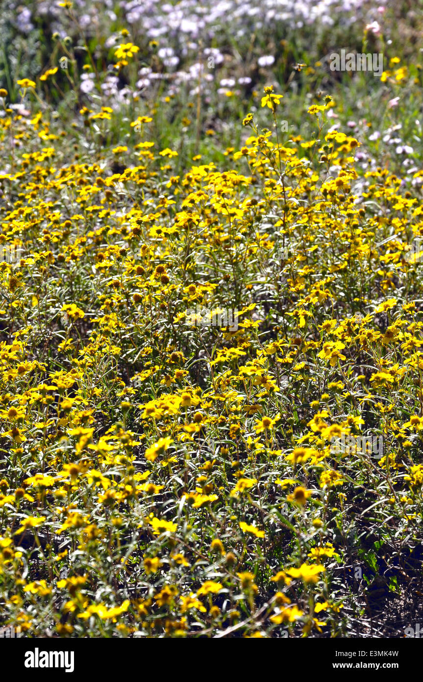 Field of daisies Stock Photo - Alamy