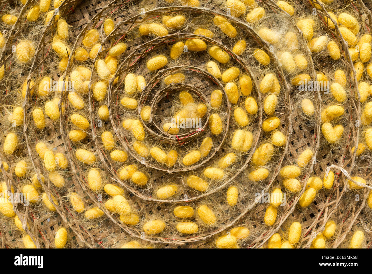 group of silk worm cocoons in nests Stock Photo - Alamy