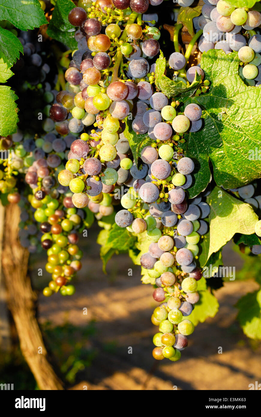 Grapes in a vineyard in Italy Stock Photo - Alamy