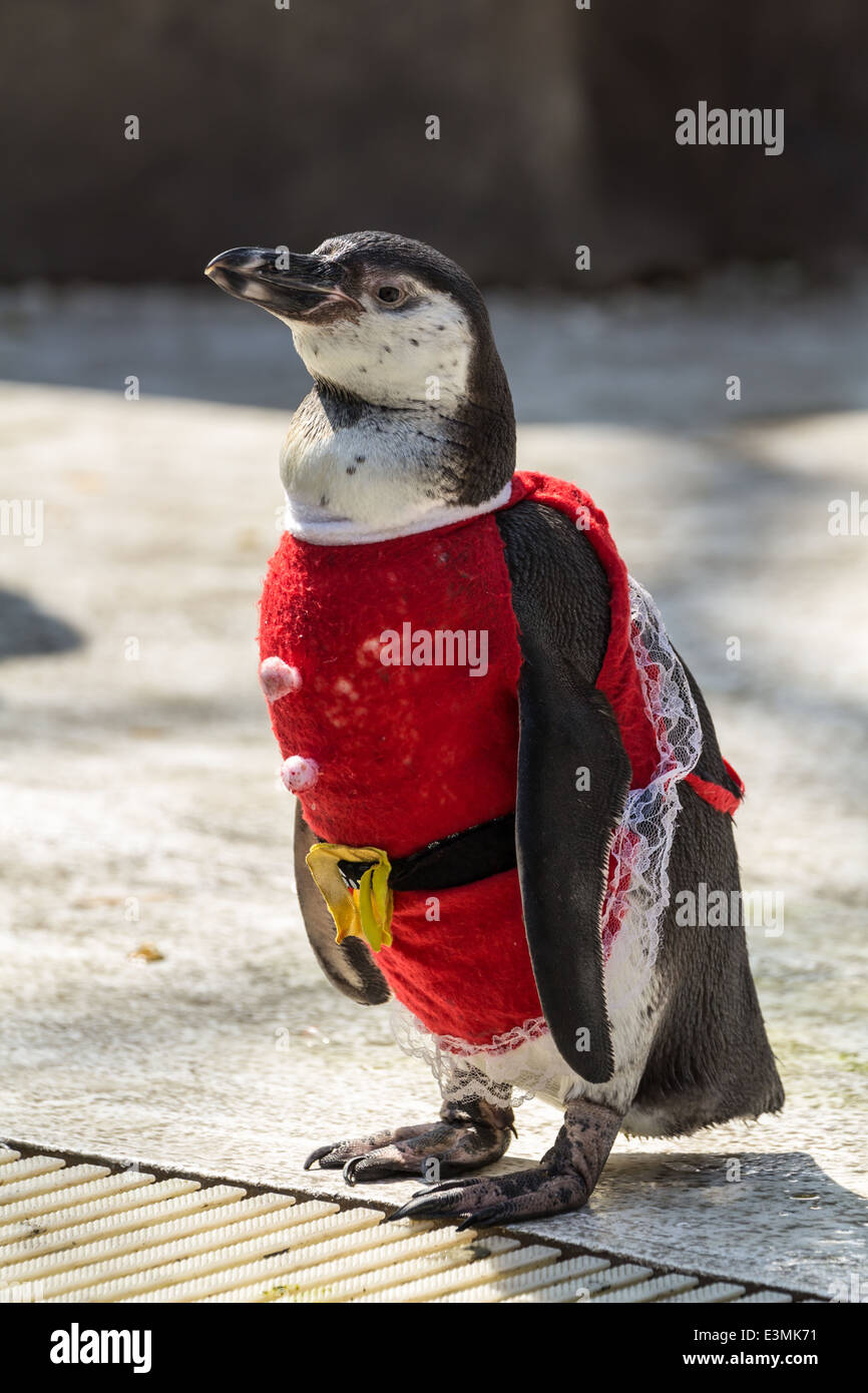 Penguin wearing a red dress at the zoo Stock Photo - Alamy