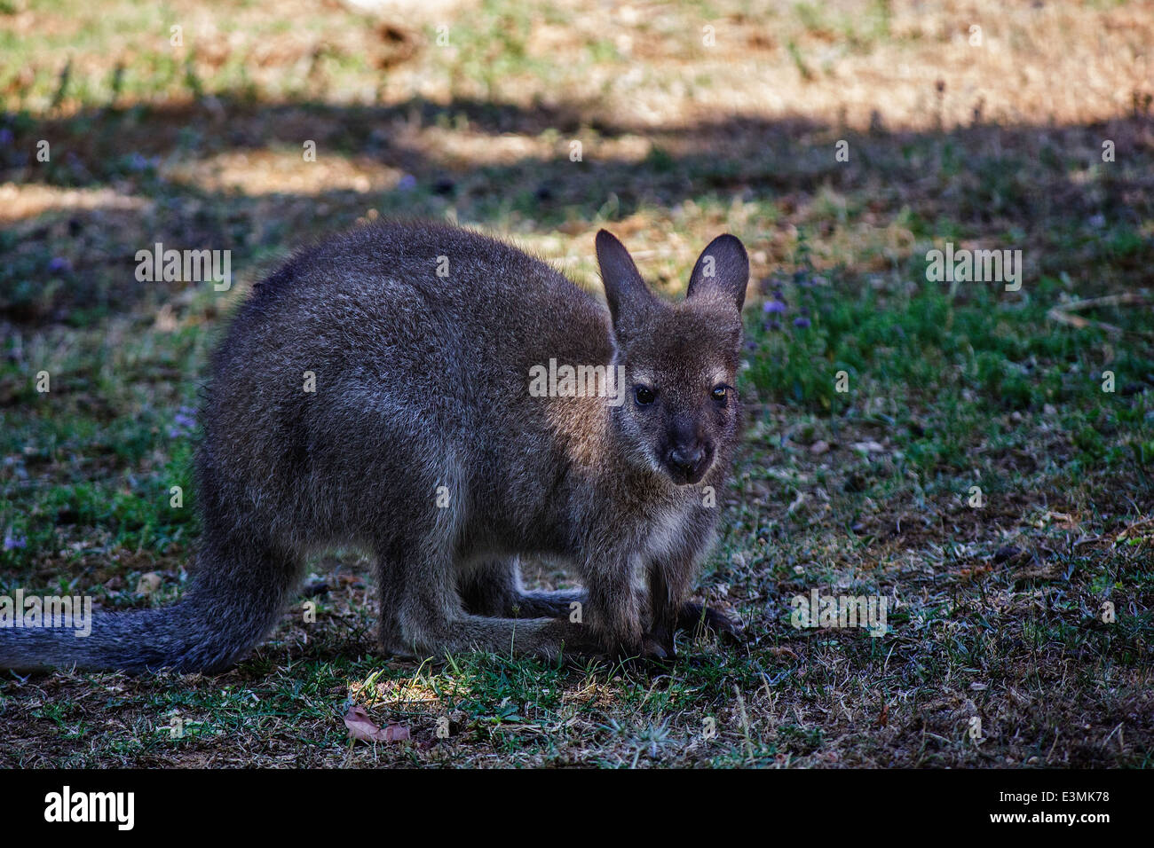 Red kangaroo (Macropus rufus) portrait Stock Photo - Alamy