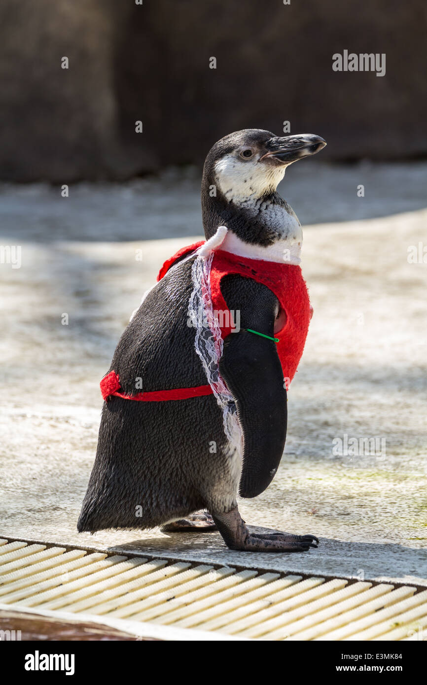 Penguin wearing a red dress at the zoo Stock Photo - Alamy
