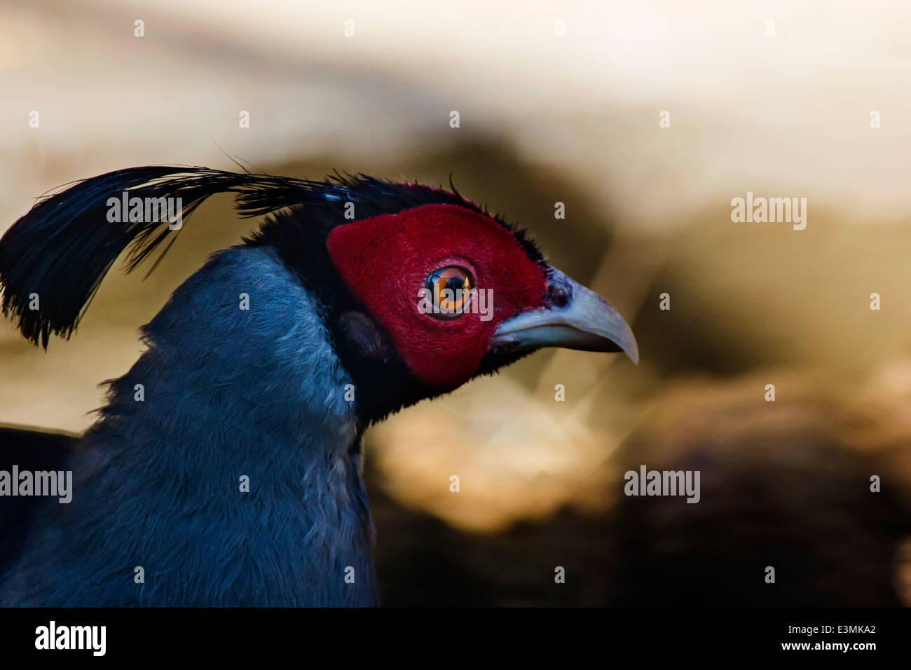 Siamese fireback pheasant (Lophura diardi Stock Photo - Alamy