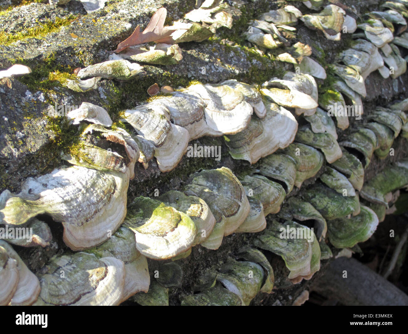 Amongus hi-res stock photography and images - Alamy