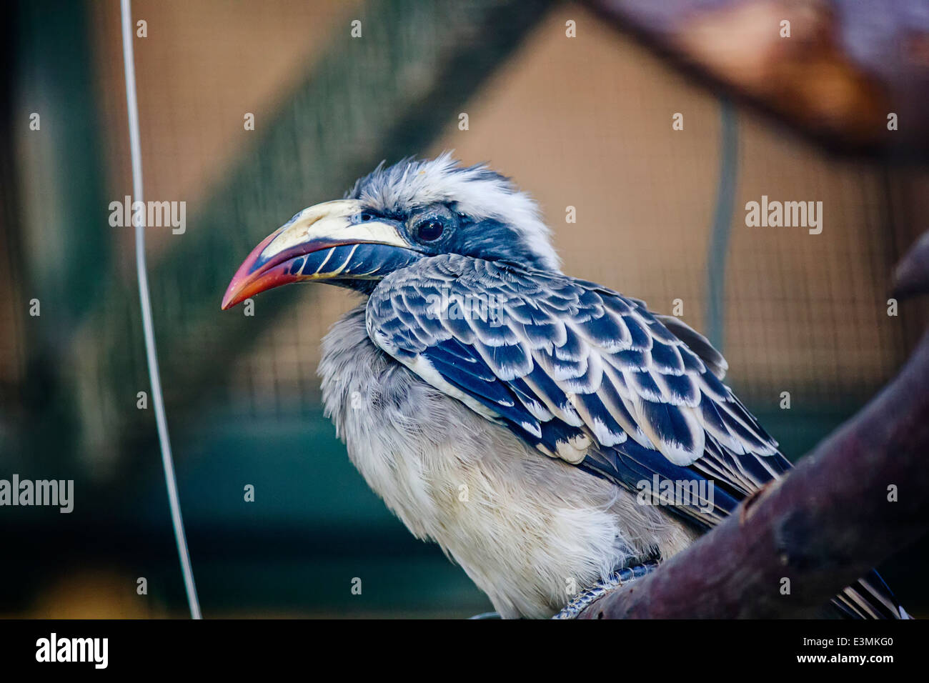 Zoo cage hornbill hi-res stock photography and images - Alamy