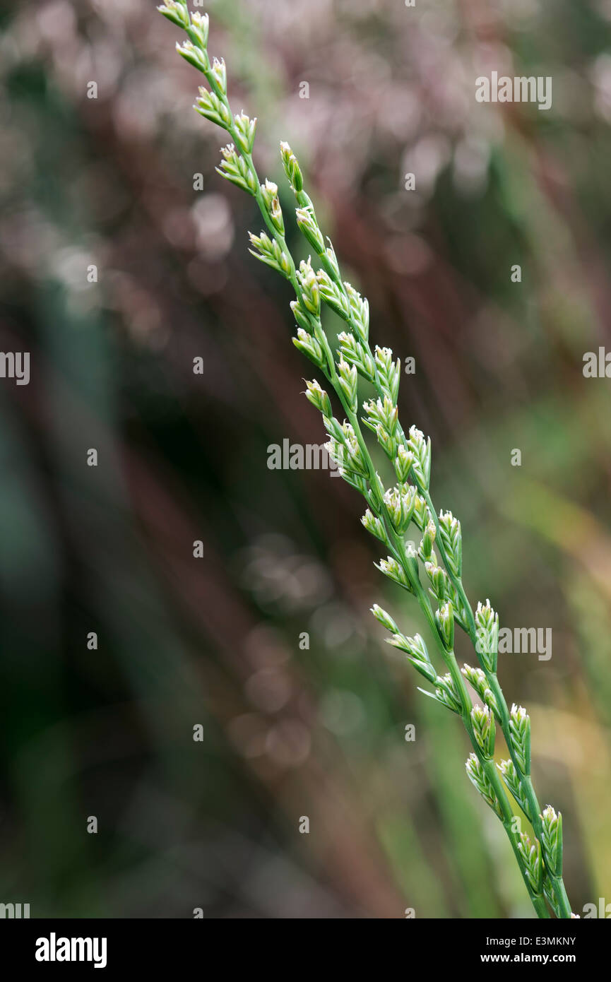 Lolium Remotum. Remote Ryegrass Stock Photo - Alamy