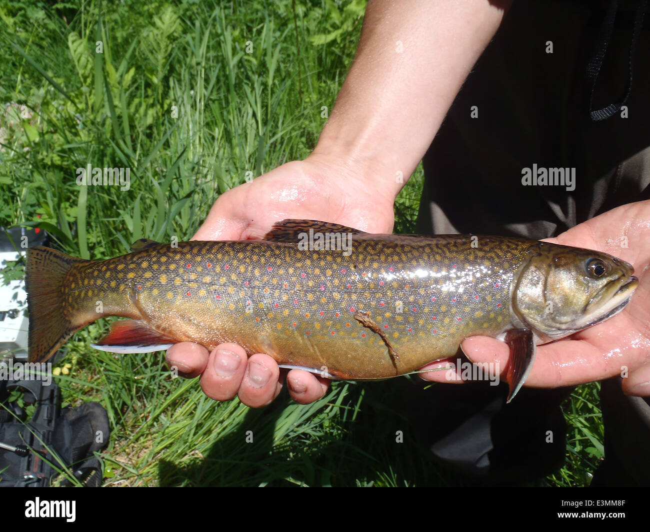 Brook Trout, native to eastern North America, are an important species ...