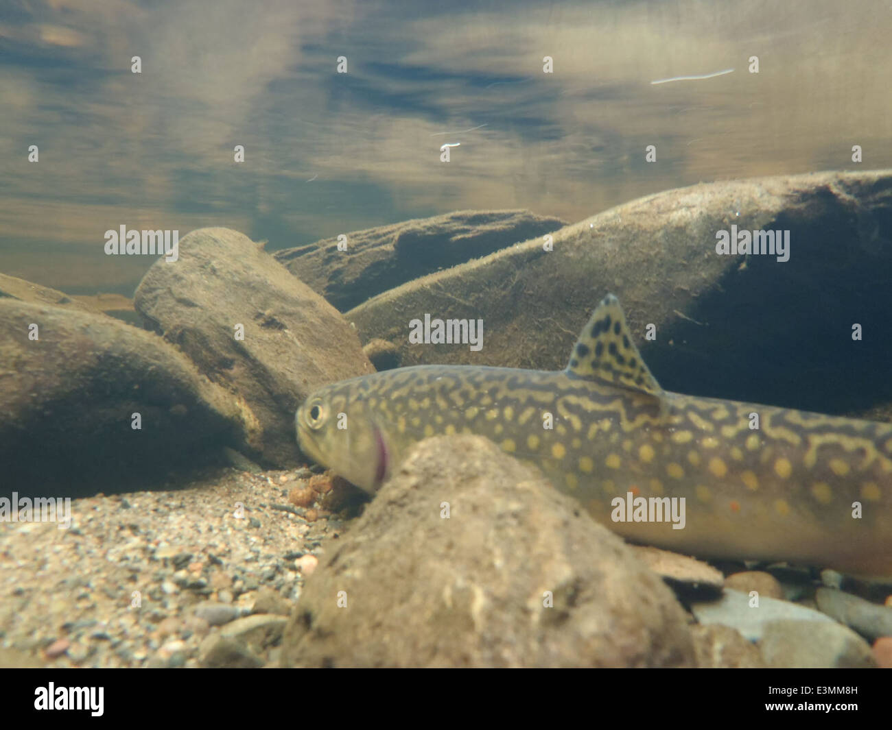 Brook trout usa hi-res stock photography and images - Alamy