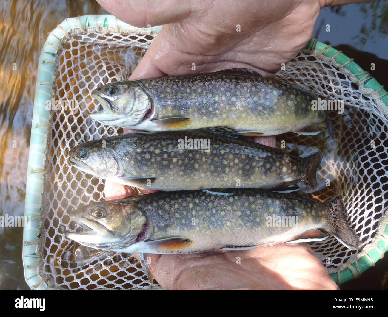 Brook Trout, a native freshwater species, are managed by the U.S. Fish and Wildlife Service for ...