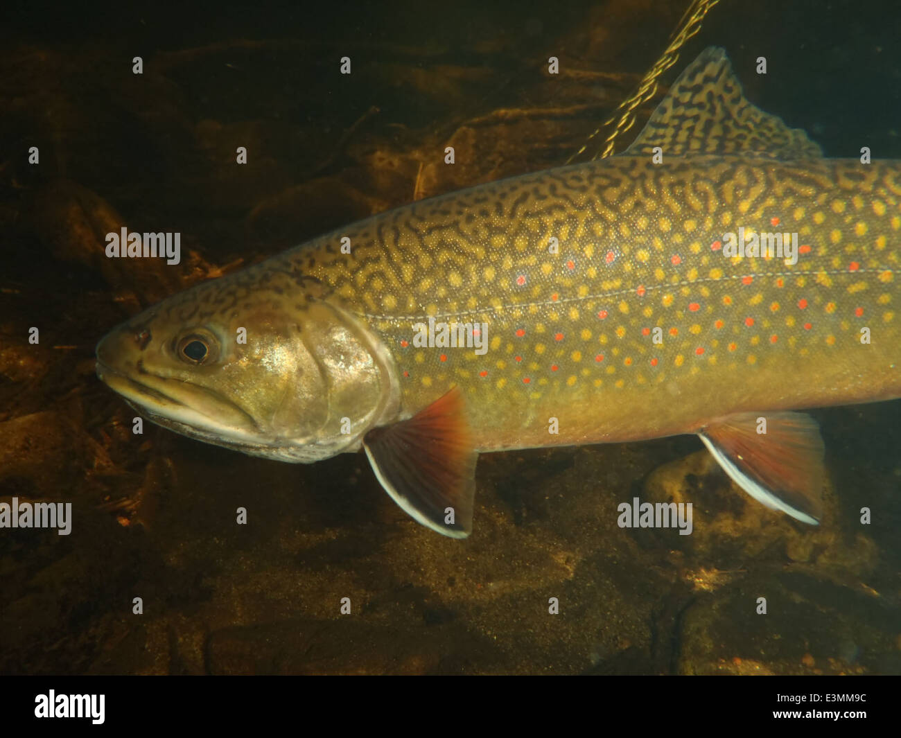 An underwater image of a Brook Trout, captured by the U.S. Fish and ...