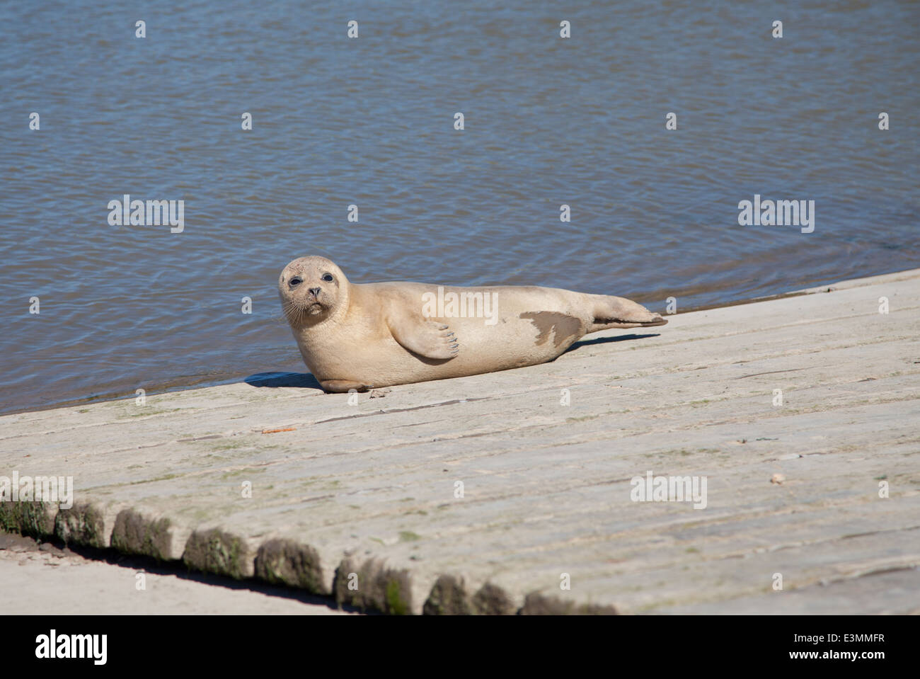 A wild seal pup sunbathes on a slipway in Rhyl's Voryd / Foryd Harbour ...