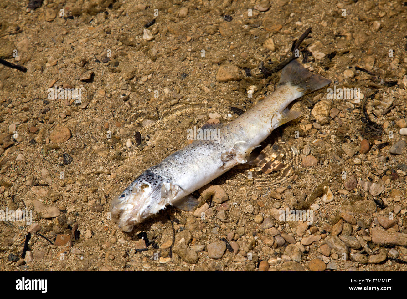 Dead trout in river Stock Photo - Alamy