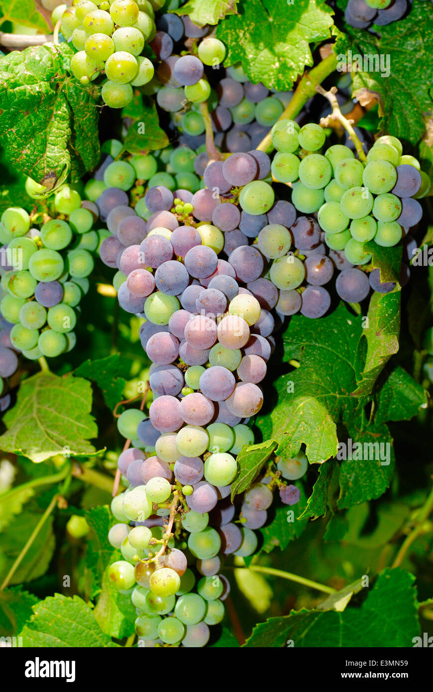 Grapes in a vineyard in Italy Stock Photo - Alamy