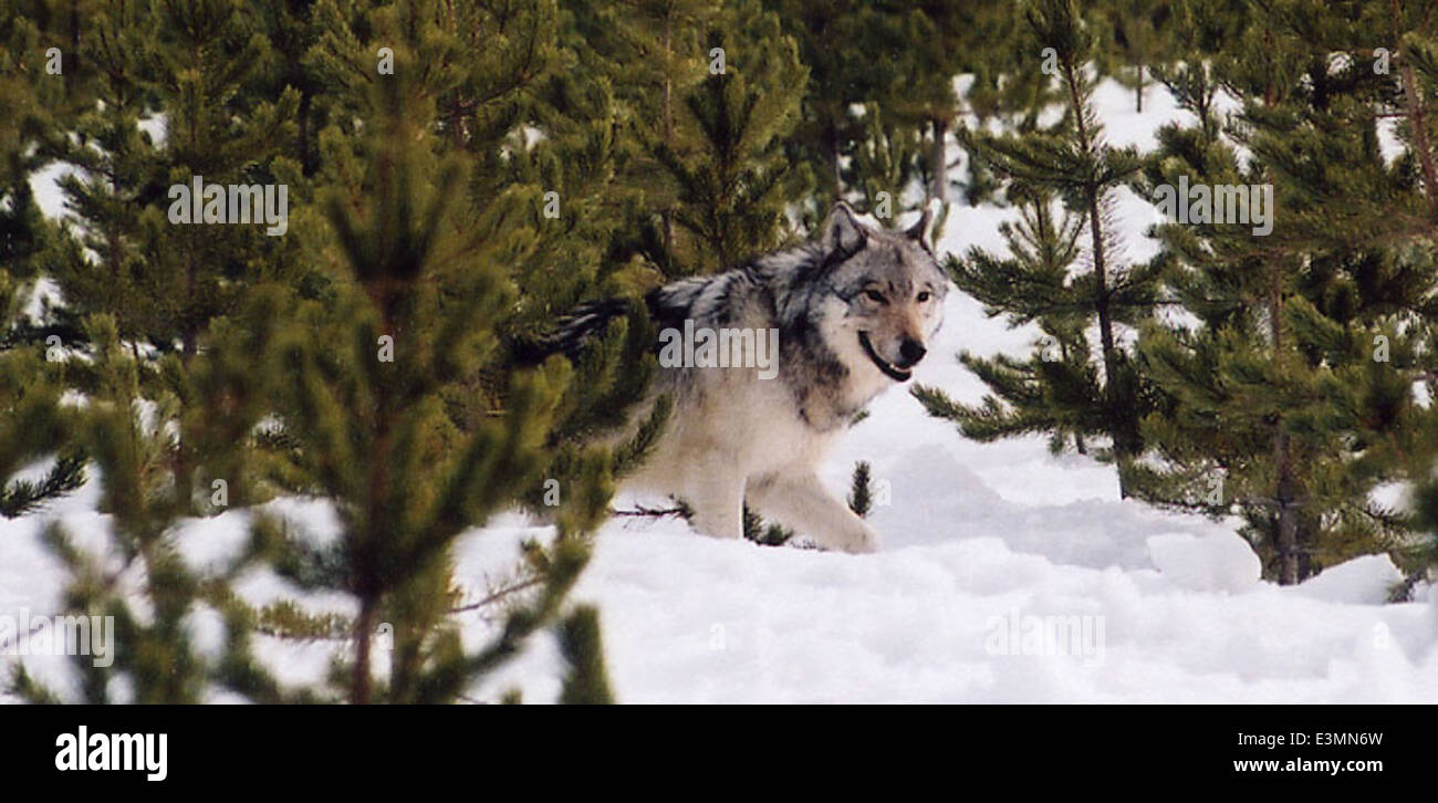 The gray wolf is a key species in ecosystems across North America ...