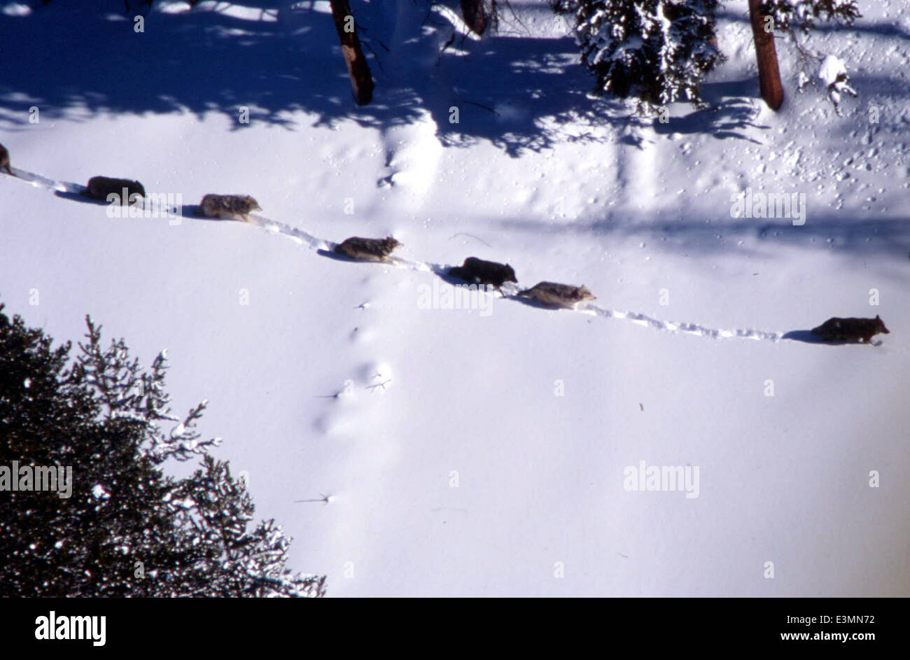 The gray wolf, an apex predator, plays a crucial role in ecosystem ...