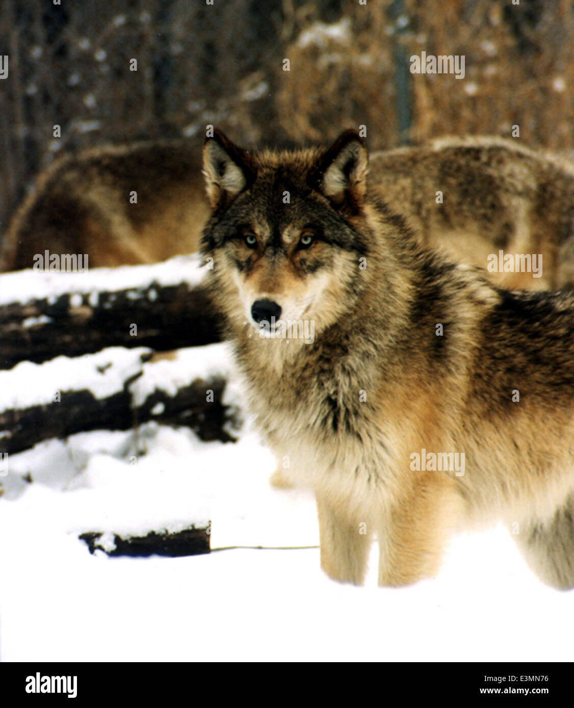 The gray wolf, a mammal native to North America, plays a crucial role ...