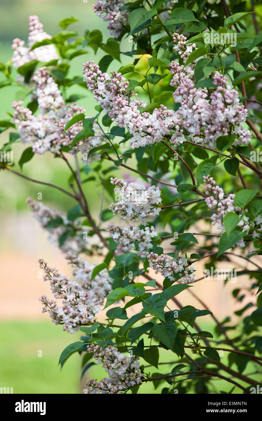 Syringa vulgaris Krasavitsa Moskvy, Common Lilac. Shrub, April. White ...