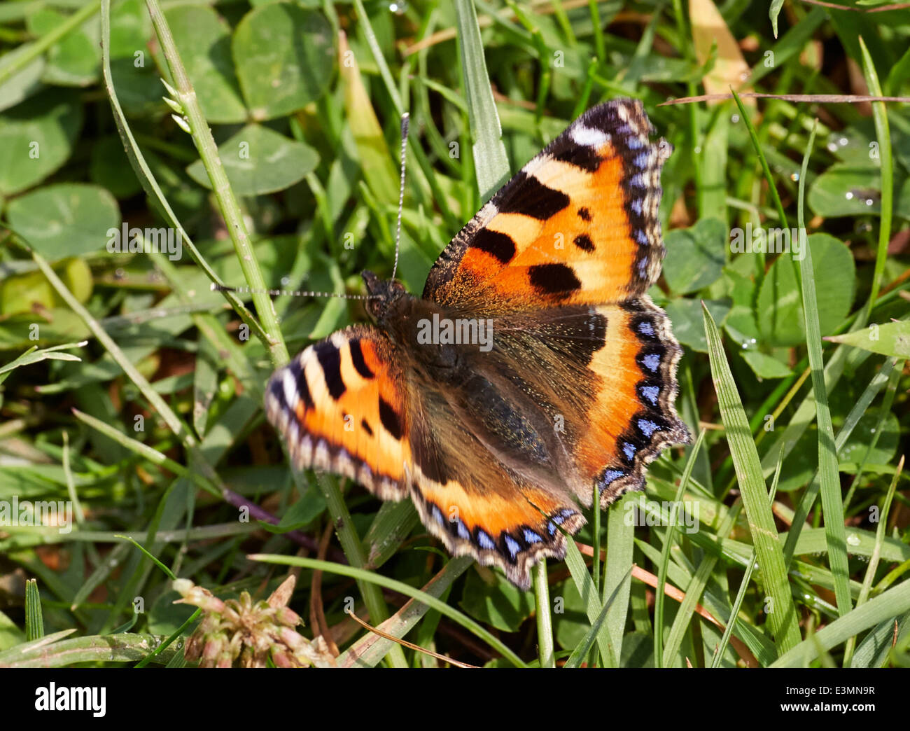 Tortoiseshell butterfly hi-res stock photography and images - Alamy