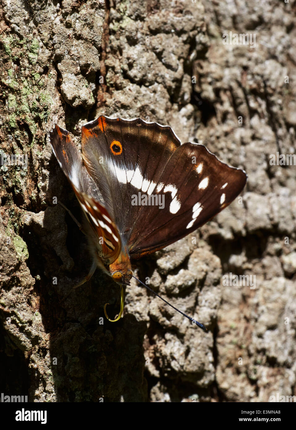 Purple Emperor resting on oak tree. Bookham Common, Surrey, England ...