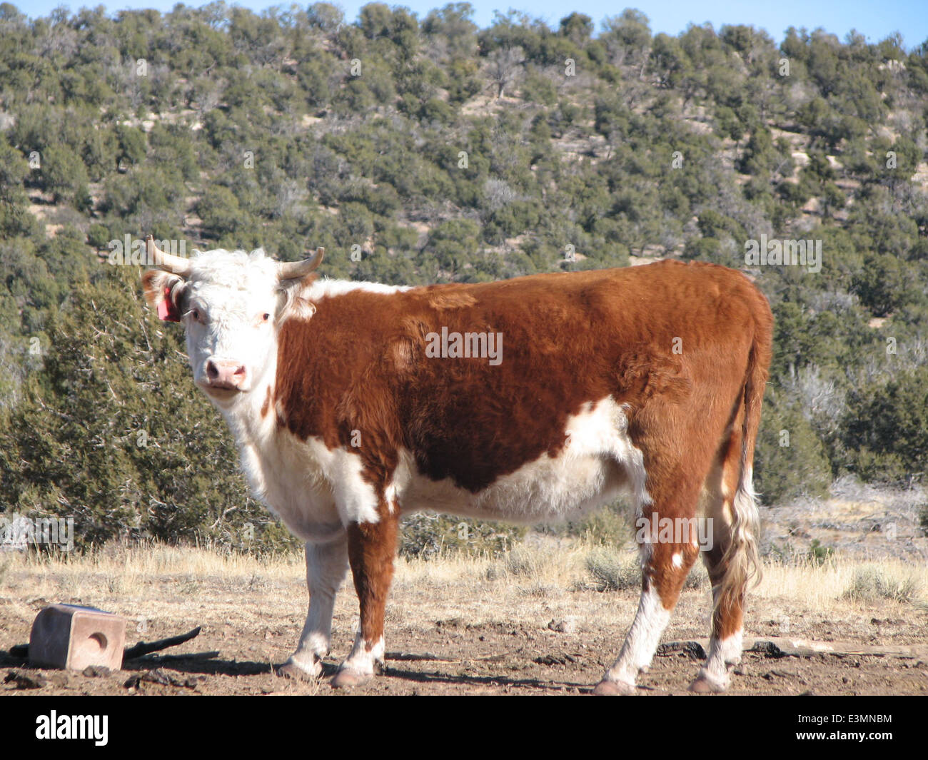 Rangeland management hi-res stock photography and images - Alamy