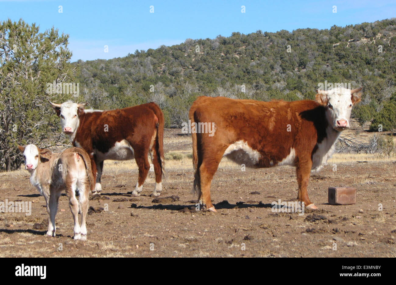 Rangeland management hi-res stock photography and images - Alamy