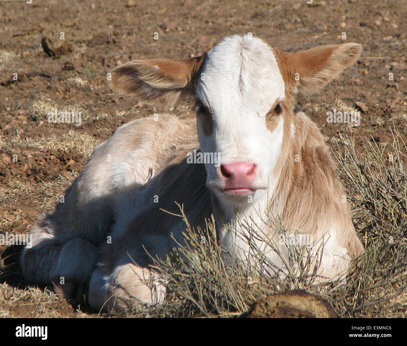 Rangeland management hi-res stock photography and images - Alamy