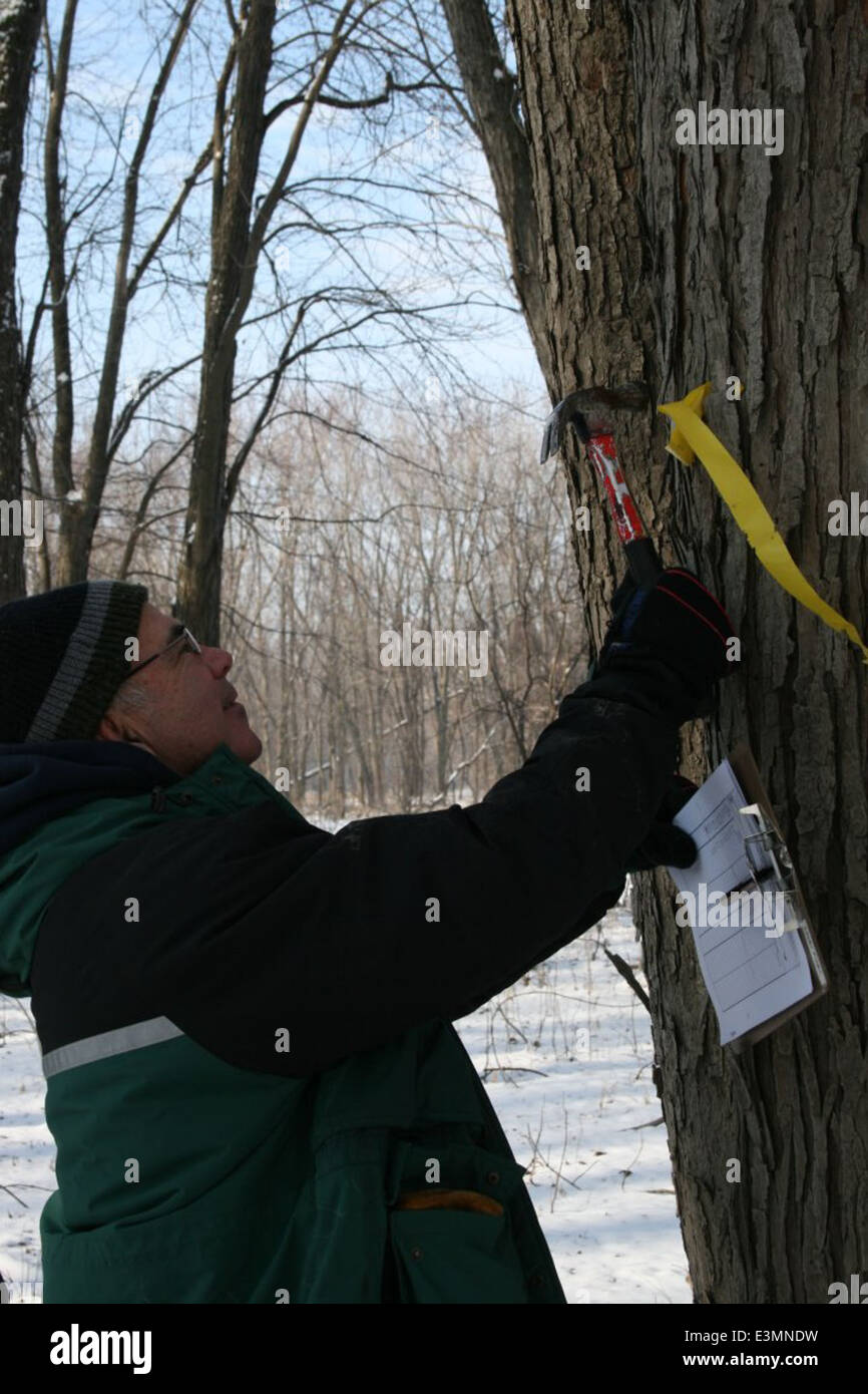 A volunteer works on building a bird nest structure along the Upper ...