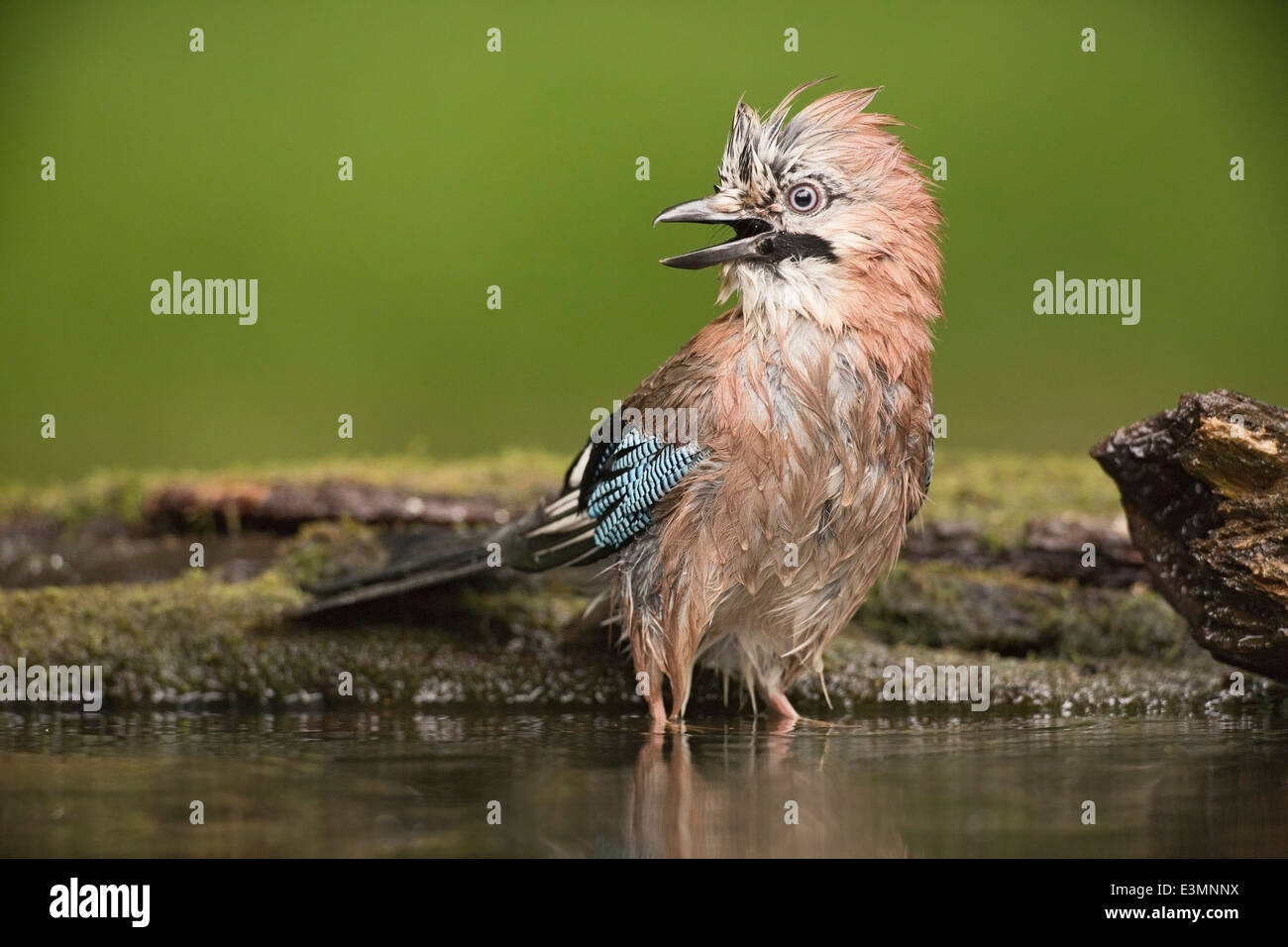 European jay (Garrulus glandarius) adult with wet feathers after ...