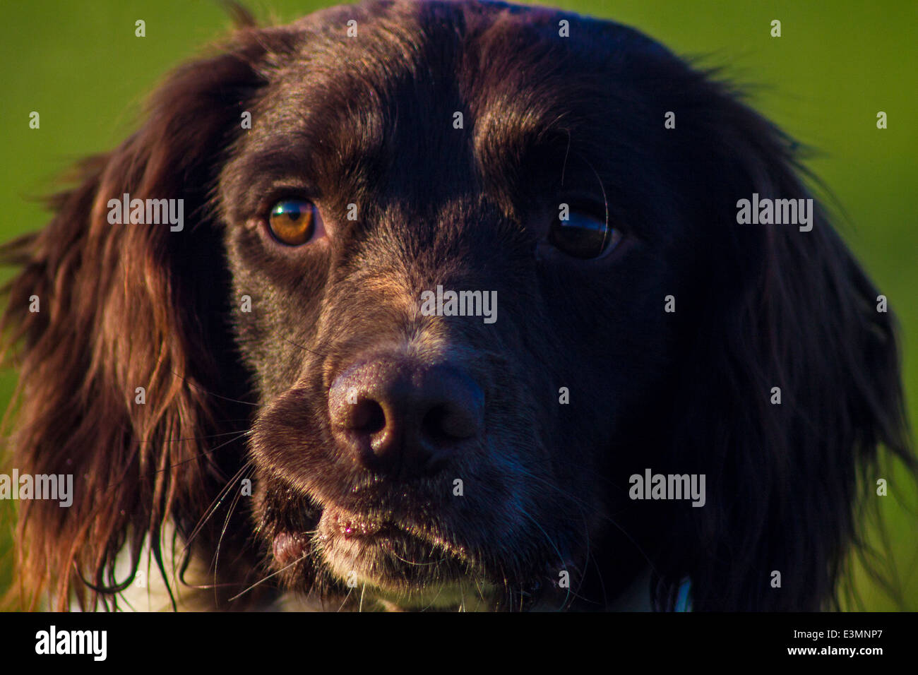 Liver spaniel hi-res stock photography and images - Alamy