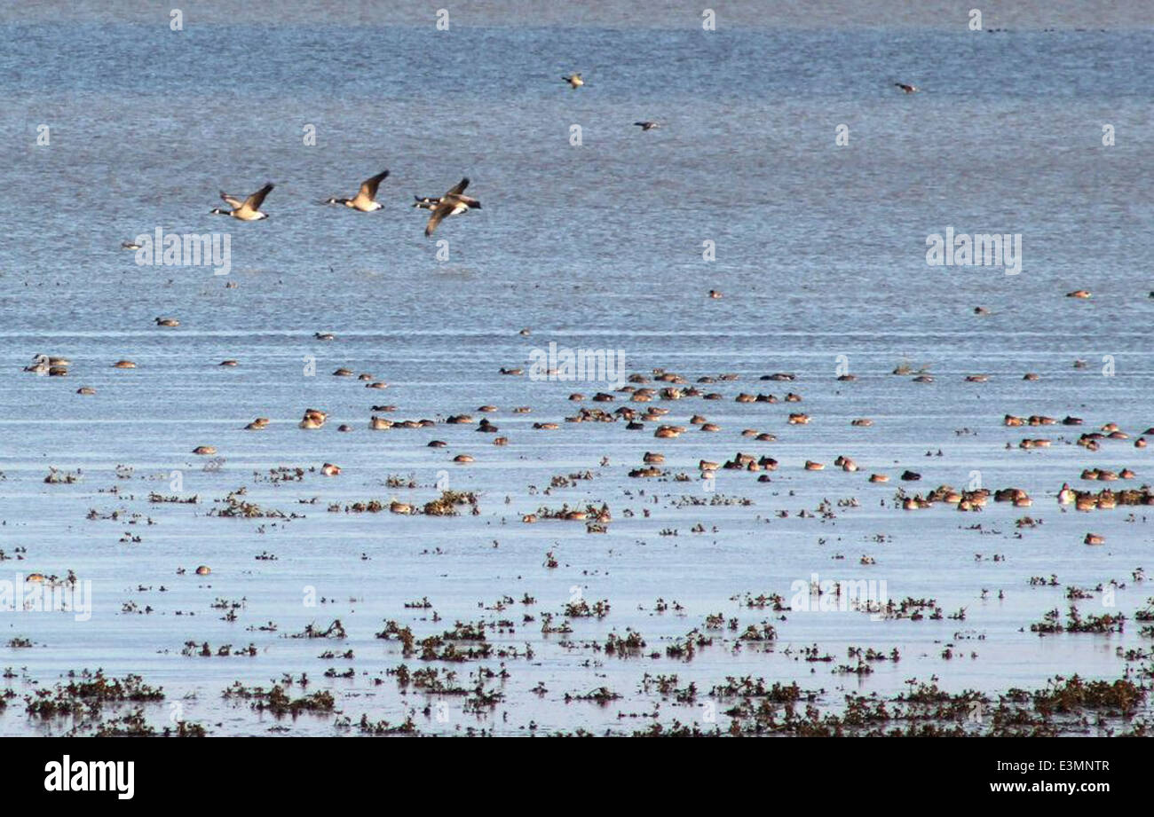 Waterfowl are commonly seen at the Chautauqua National Wildlife Refuge ...