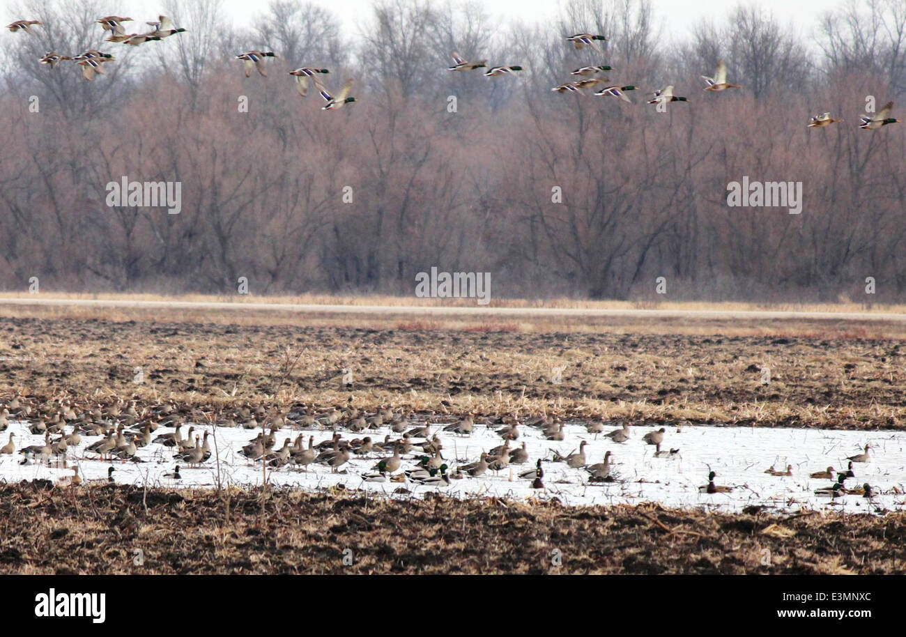 A collection of waterfowl species can be observed in this National ...