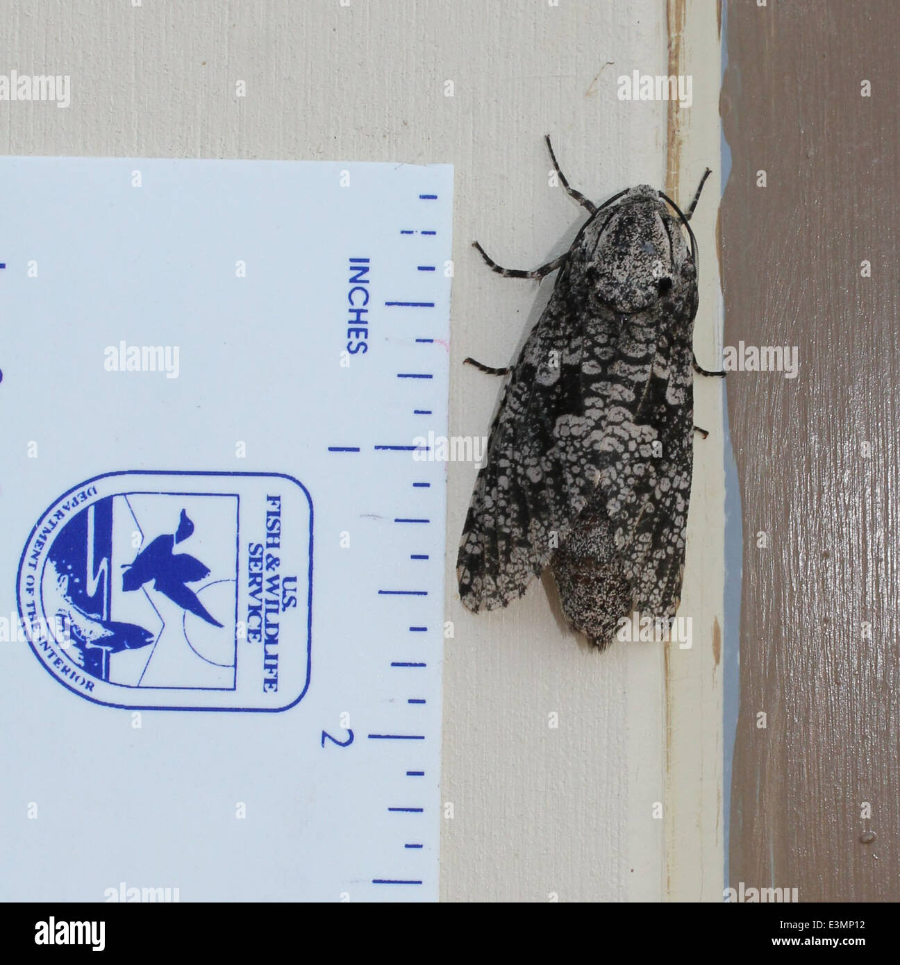 A Hawk or Sphinx Moth is observed in a National Wildlife Refuge. These ...