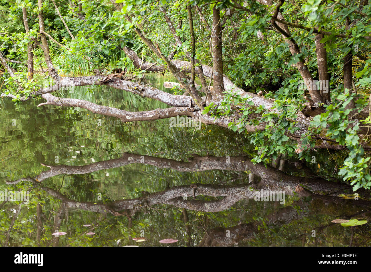 Reflections ponds hi-res stock photography and images - Alamy