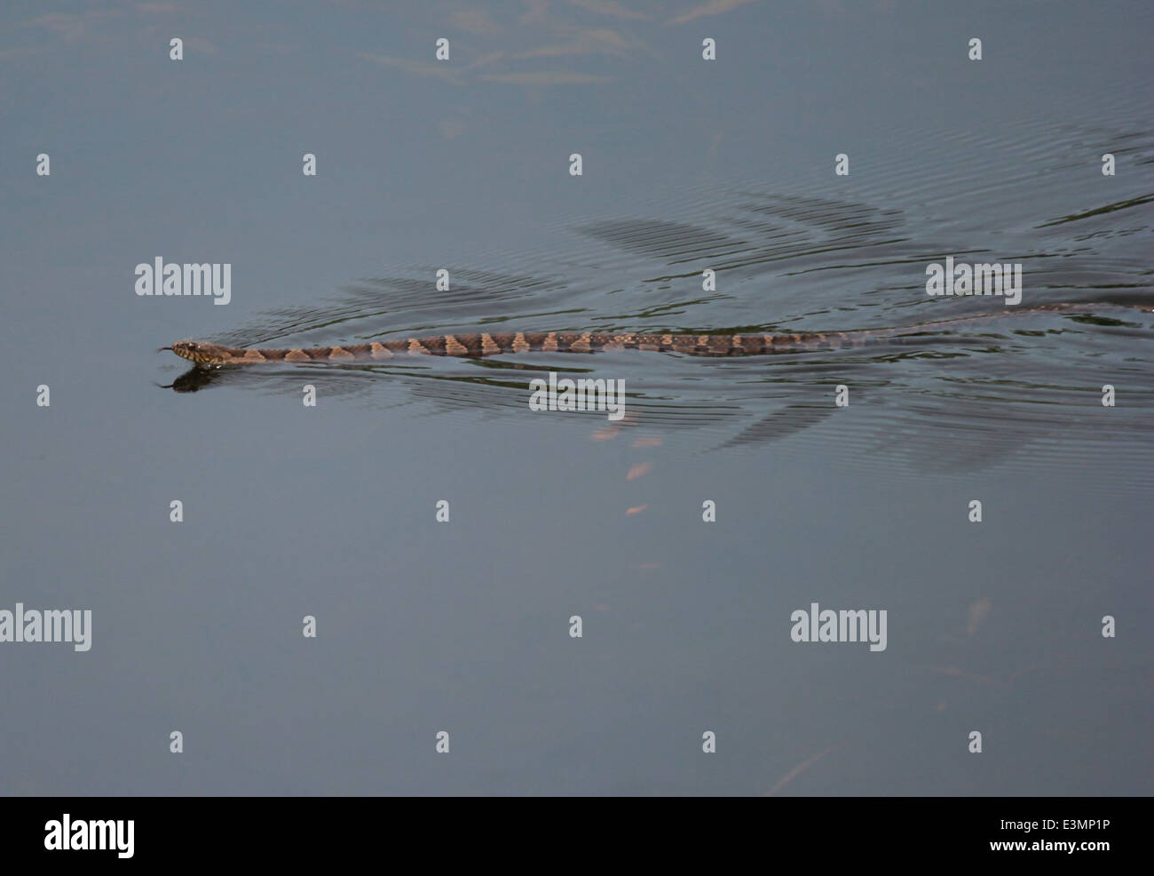Northern Water Snake Stock Photo - Alamy