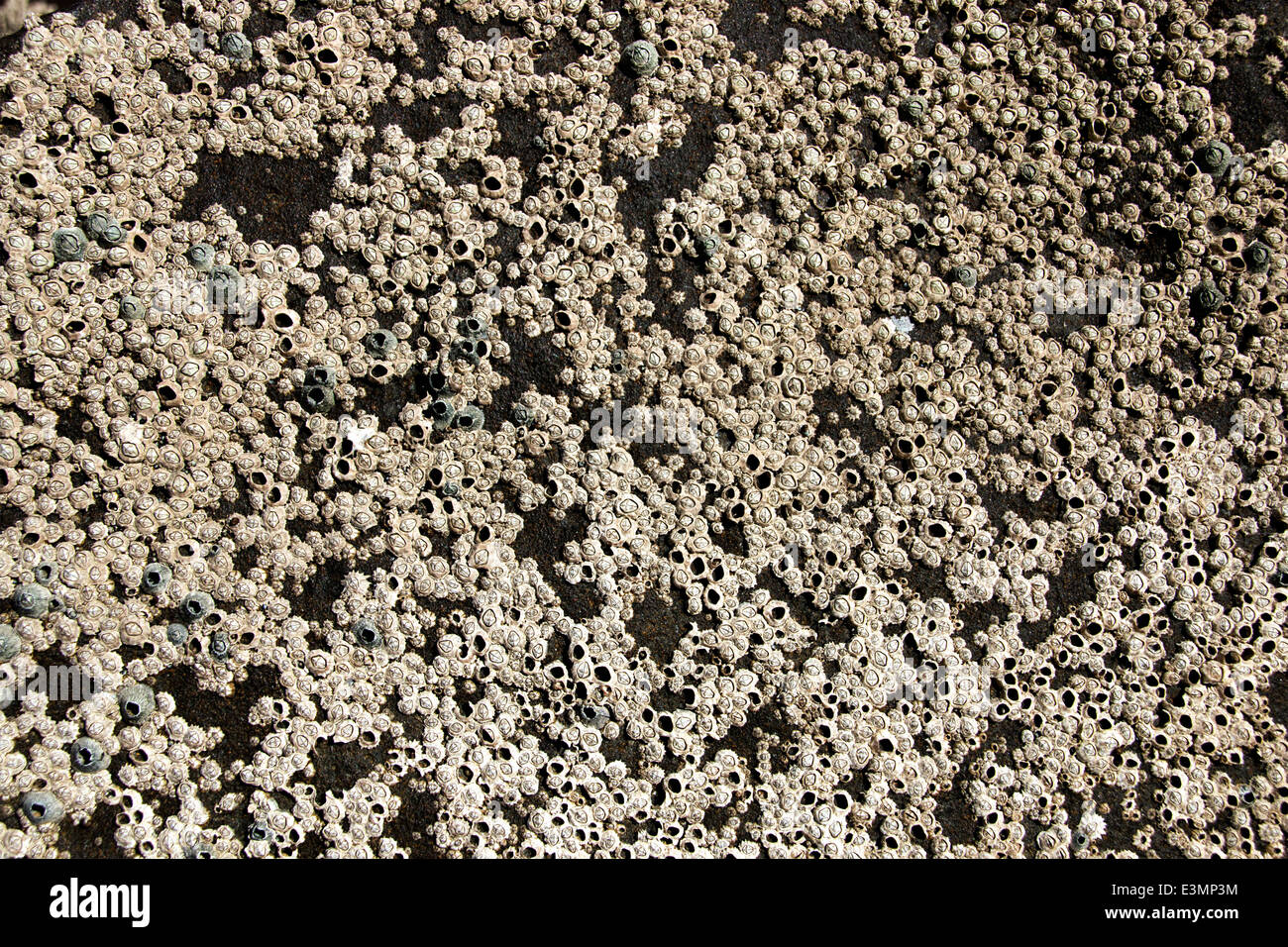 seaside rock encrusted with tiny gray barnacles Stock Photo - Alamy