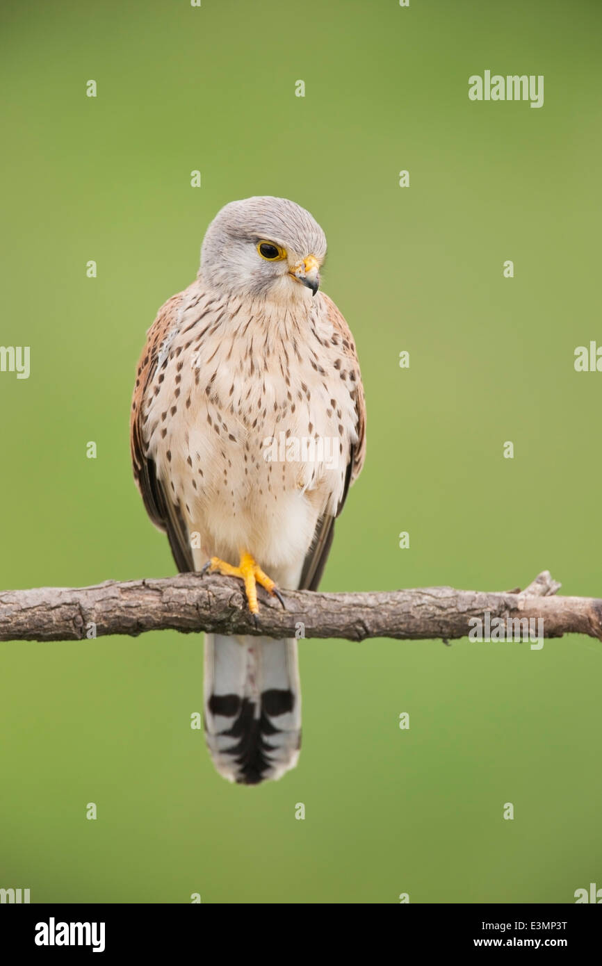 Windhovers hi-res stock photography and images - Alamy