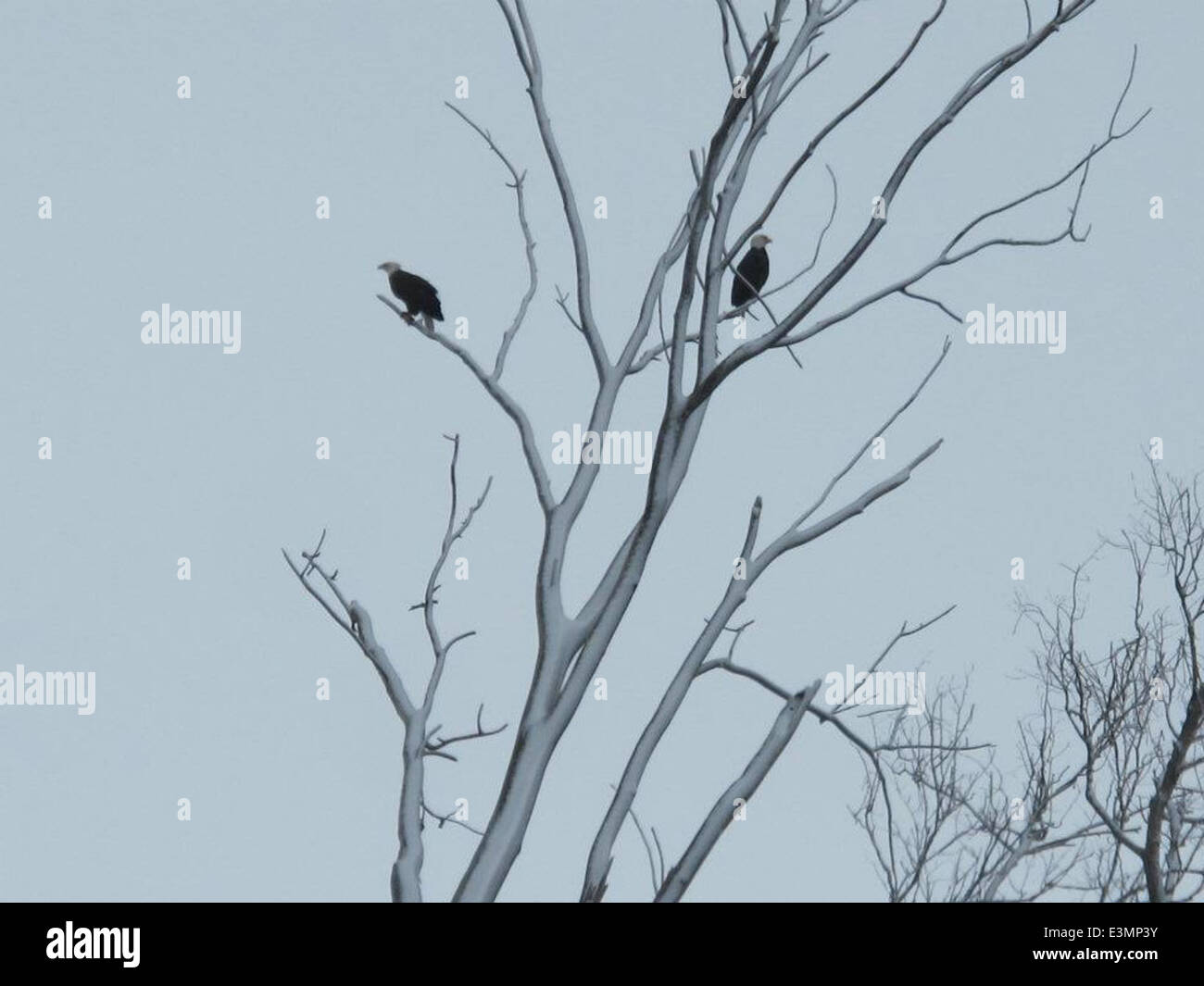 Two Bald Eagles are spotted at Boyer Chute National Wildlife Refuge in ...