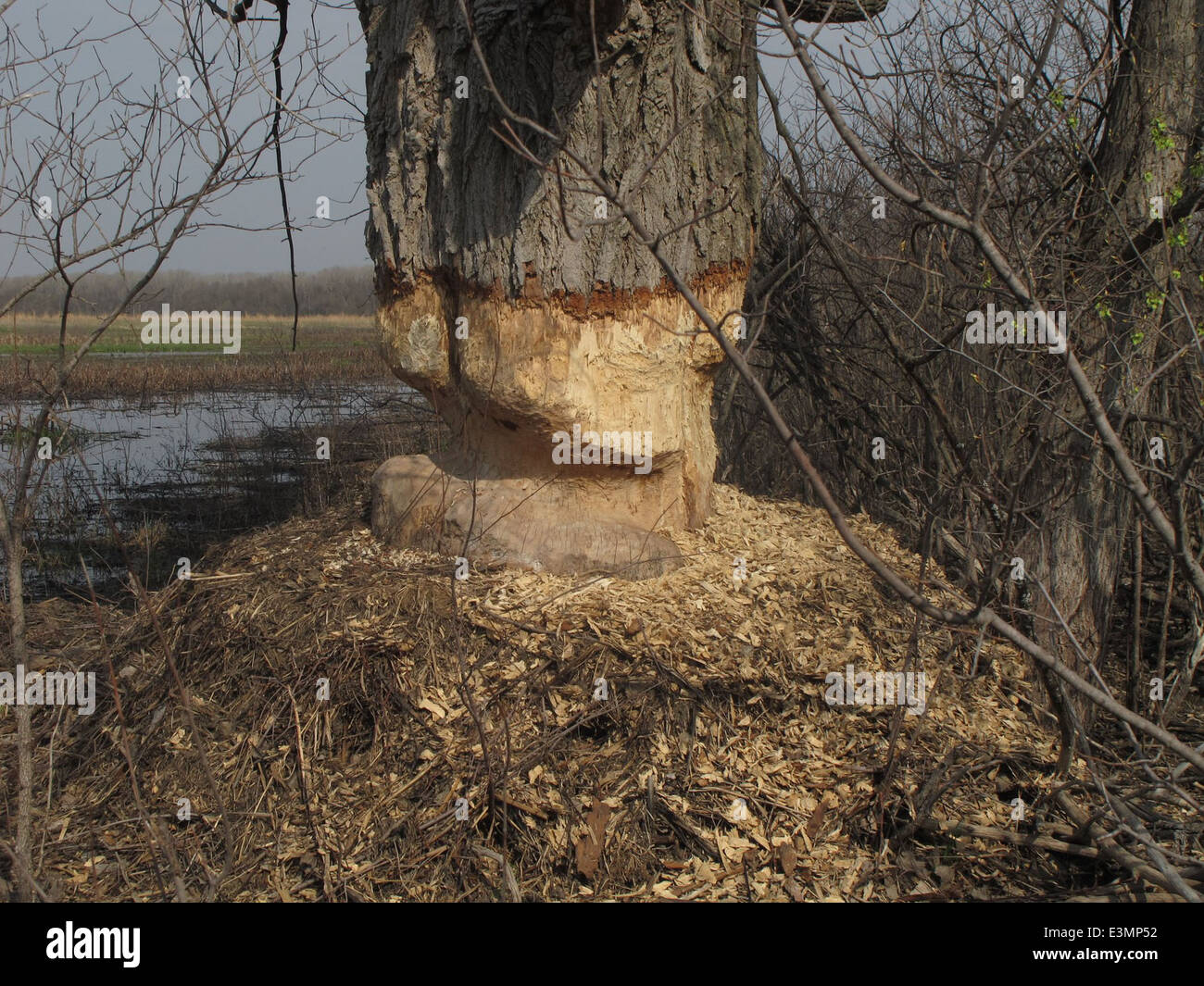 Beavers are an integral part of the ecosystem at Boyer Chute National ...
