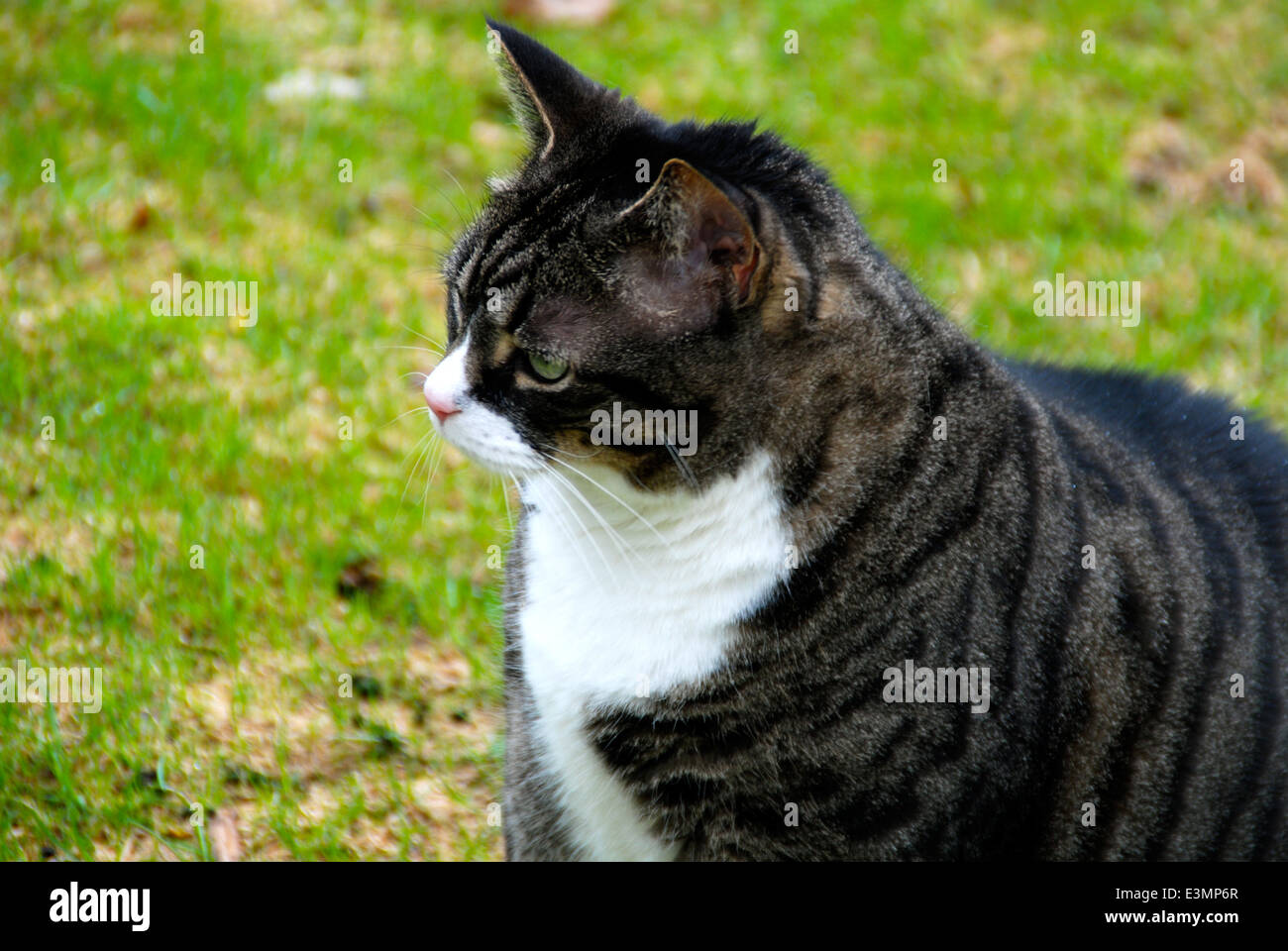 Photo of a cat looking into the distance Stock Photo - Alamy