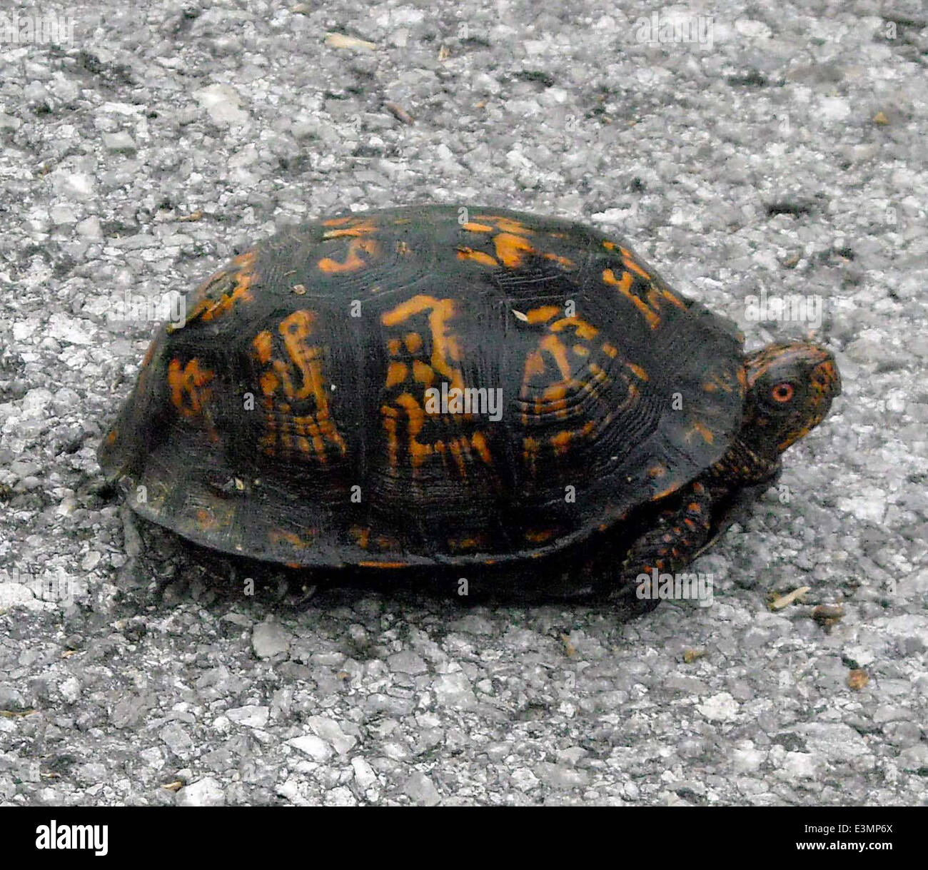 Turtle nesting grounds in Crab Orchard National Wildlife Refuge ...