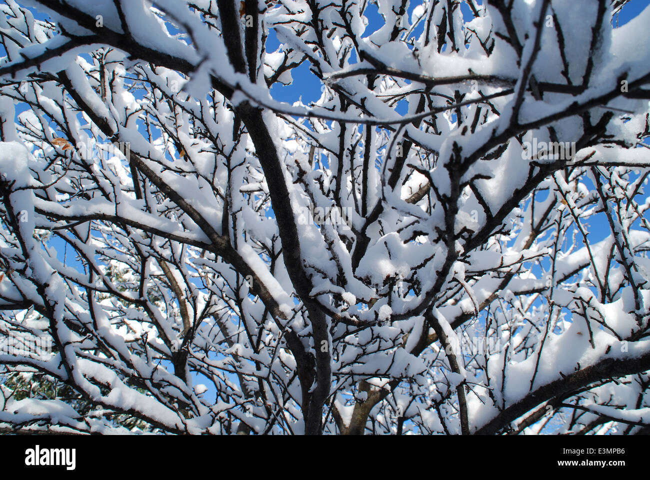 Snowy branches hi-res stock photography and images - Alamy
