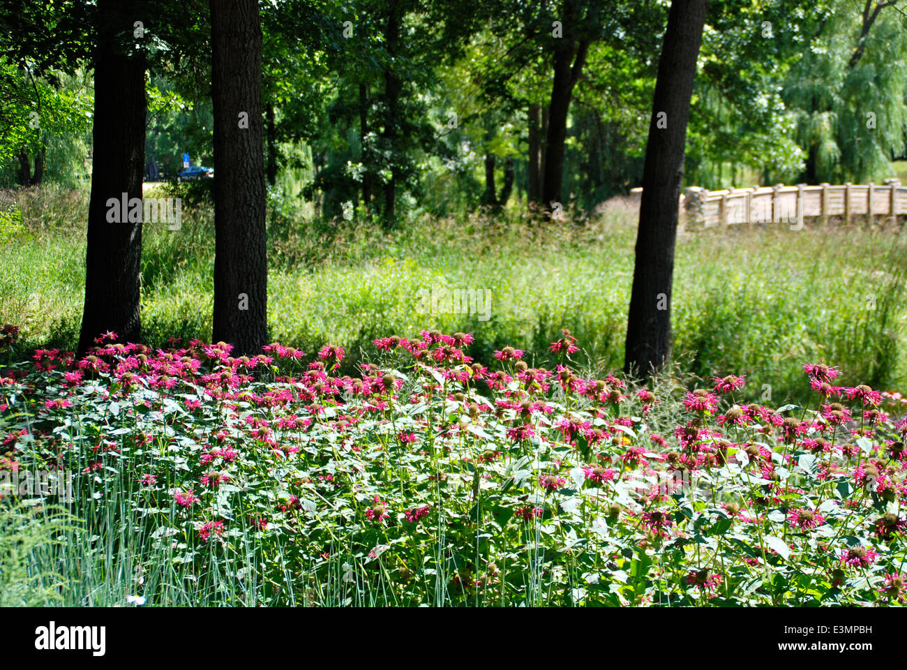 Field of flowers in the middle of summer Stock Photo - Alamy