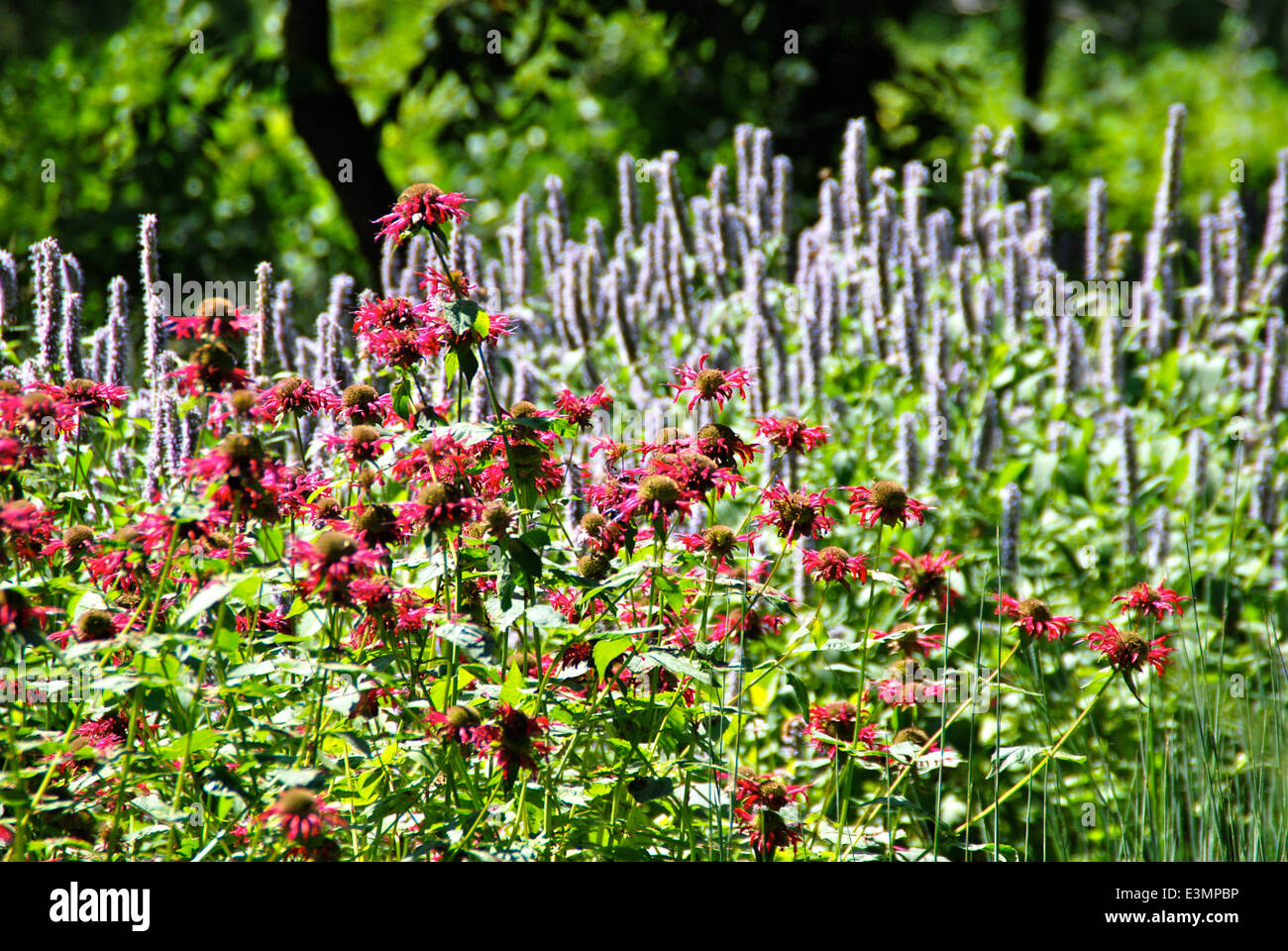 Field of flowers in the middle of summer Stock Photo - Alamy