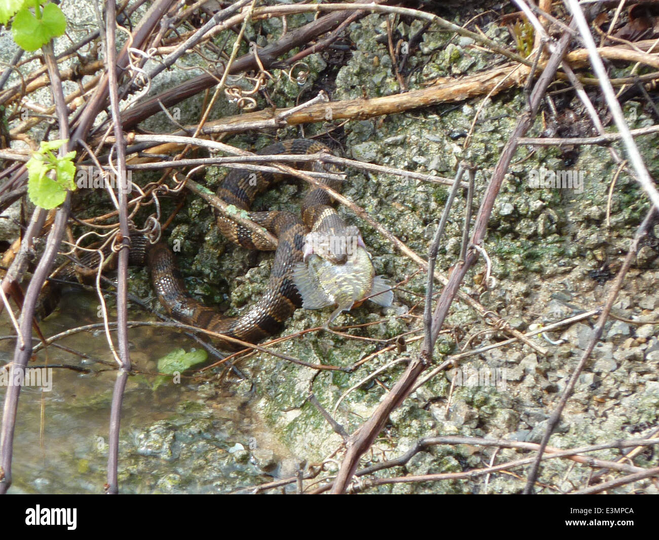 Snake and fish Stock Photo - Alamy