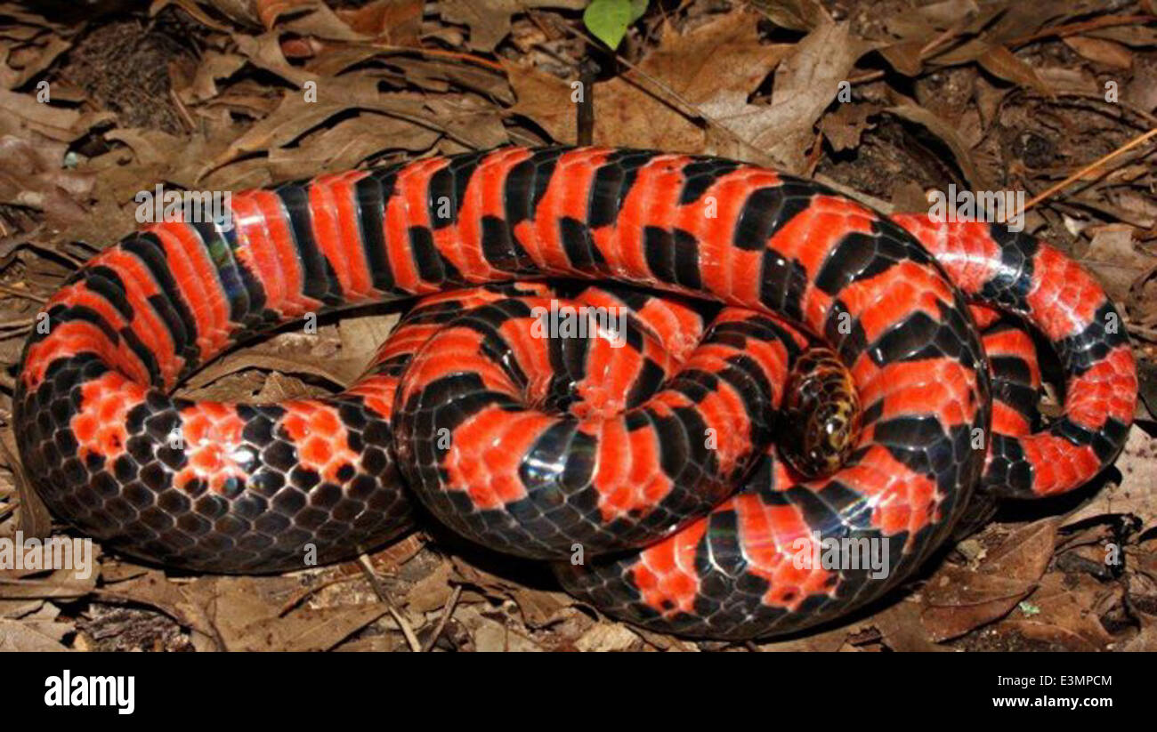 Mud snakes hi-res stock photography and images - Alamy