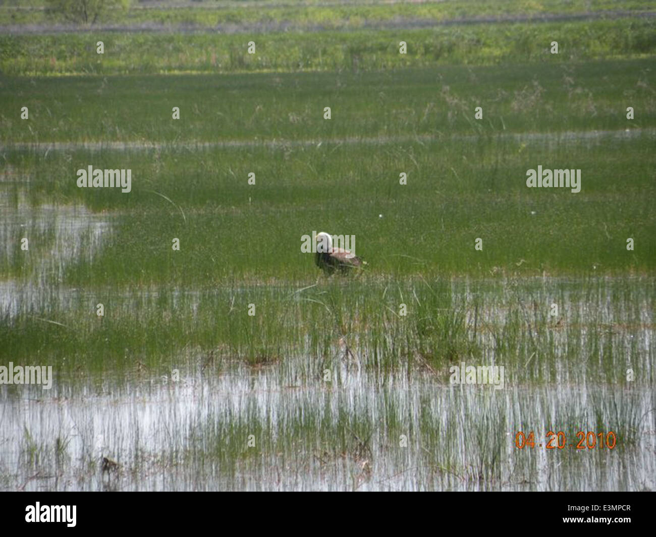 A bald eagle is spotted in Missouri's National Wildlife Refuge. These ...
