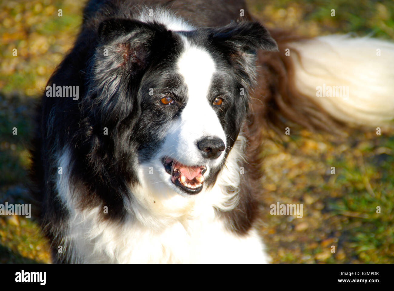 British collie dog in the British countryside Stock Photo - Alamy