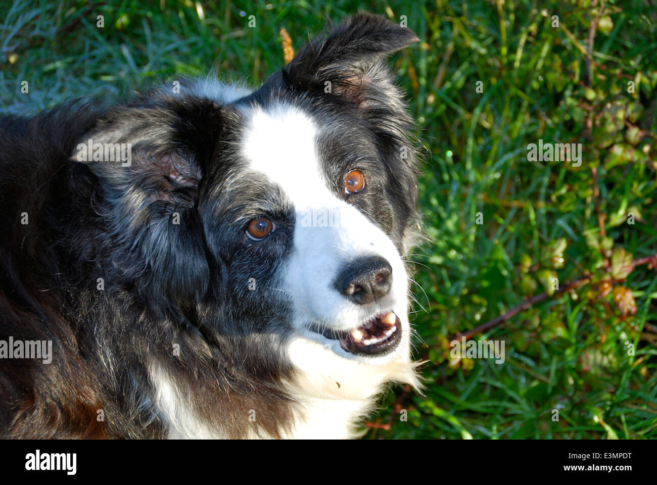 British collie dog looking up at the countryside sky Stock Photo - Alamy