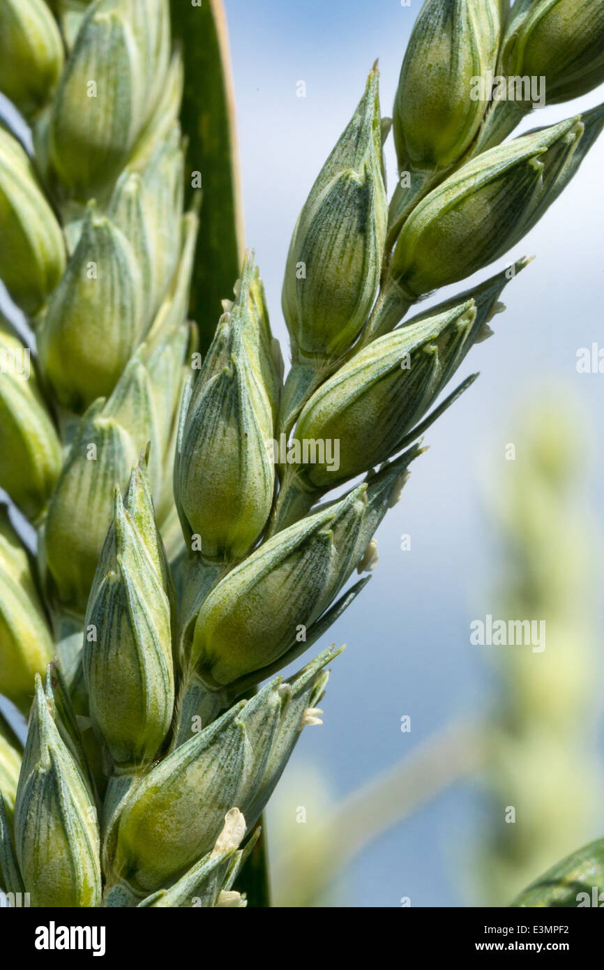 Two ears of wheat Stock Photo - Alamy